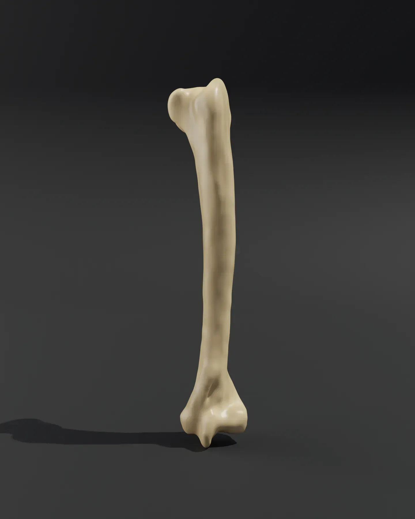 Anatomical model of the humerus bone – Bio3Dtech: Innovative Veterinary ...
