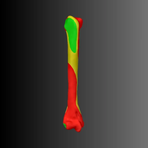 Anatomical model of the humerus of a cat (bone map) – Bio3Dtech ...