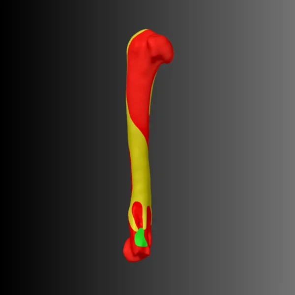 Anatomical model of the humerus of a cat (bone map) – Bio3Dtech ...