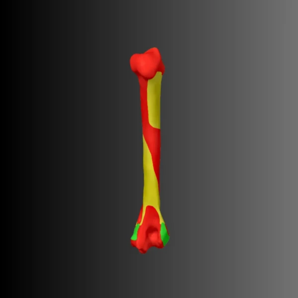 Anatomical model of the humerus of a cat (bone map) – Bio3Dtech ...