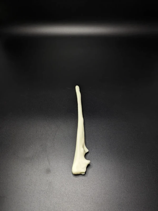 Anatomical model of the ulna – Bio3Dtech: Innovative Veterinary ...