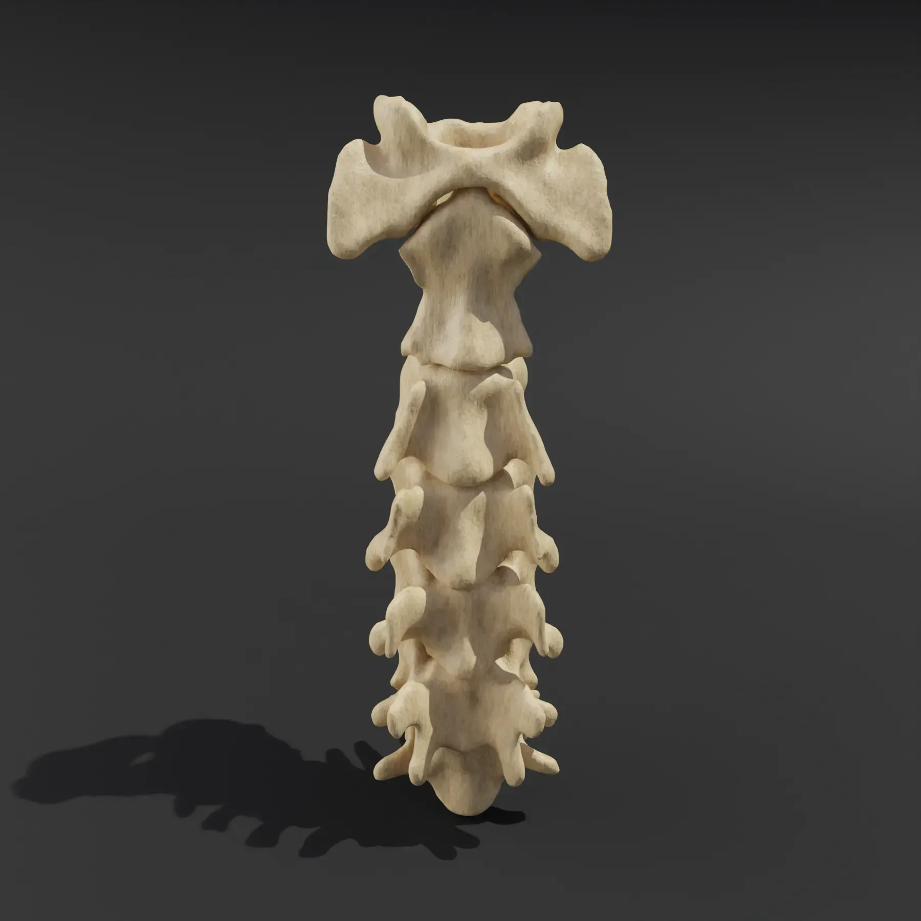 Solid model. Anatomical model of the cervical spine of a cat ...